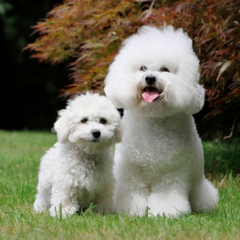 Bichón Frisé - Mascotas Pets Kennel