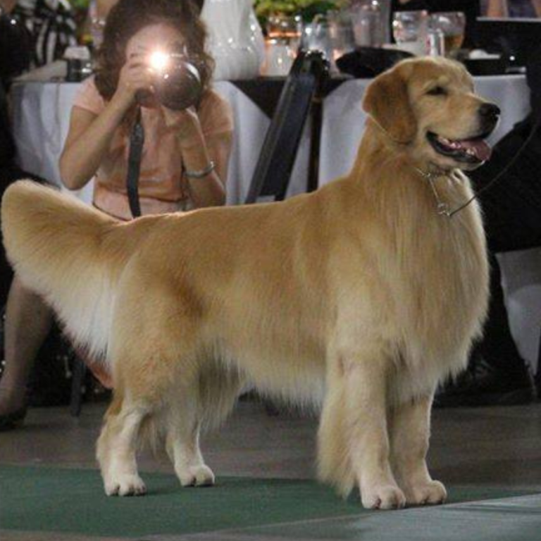 Golden Retriever - Mascotas Pets Kennel